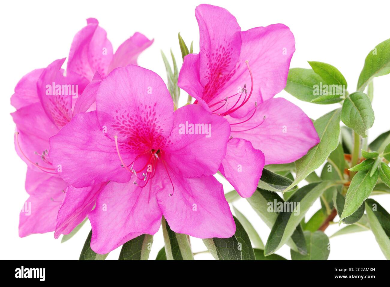blooming purple azalea flower isolated on white background Stock Photo ...