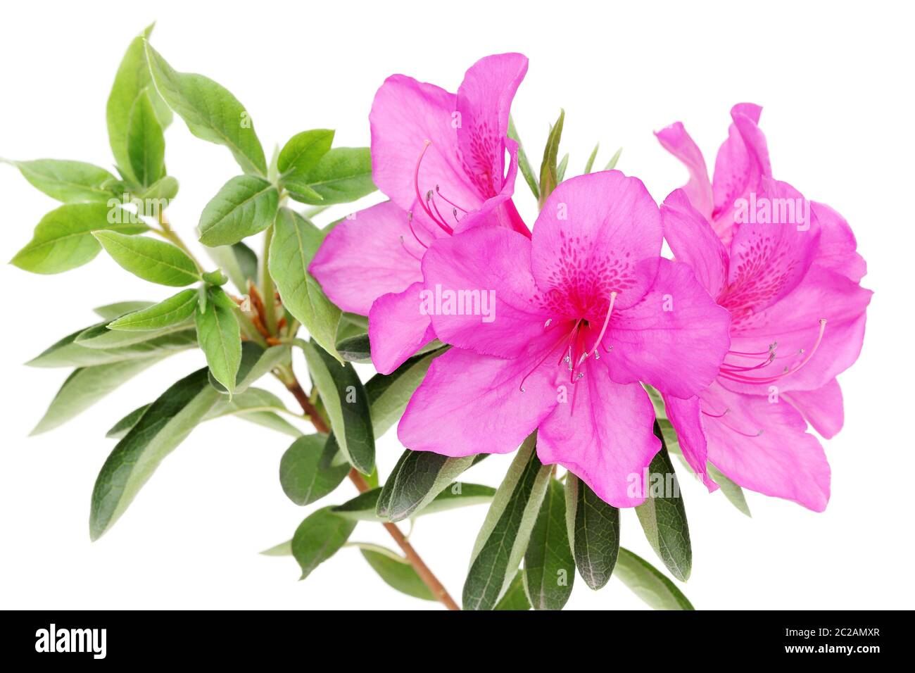 blooming purple azalea flower isolated on white background Stock Photo ...