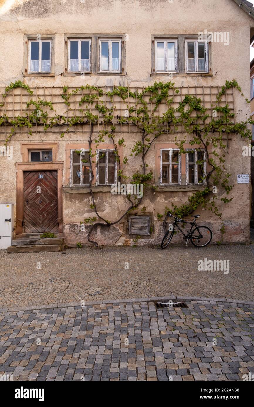 Old grapevine hi-res stock photography and images - Alamy