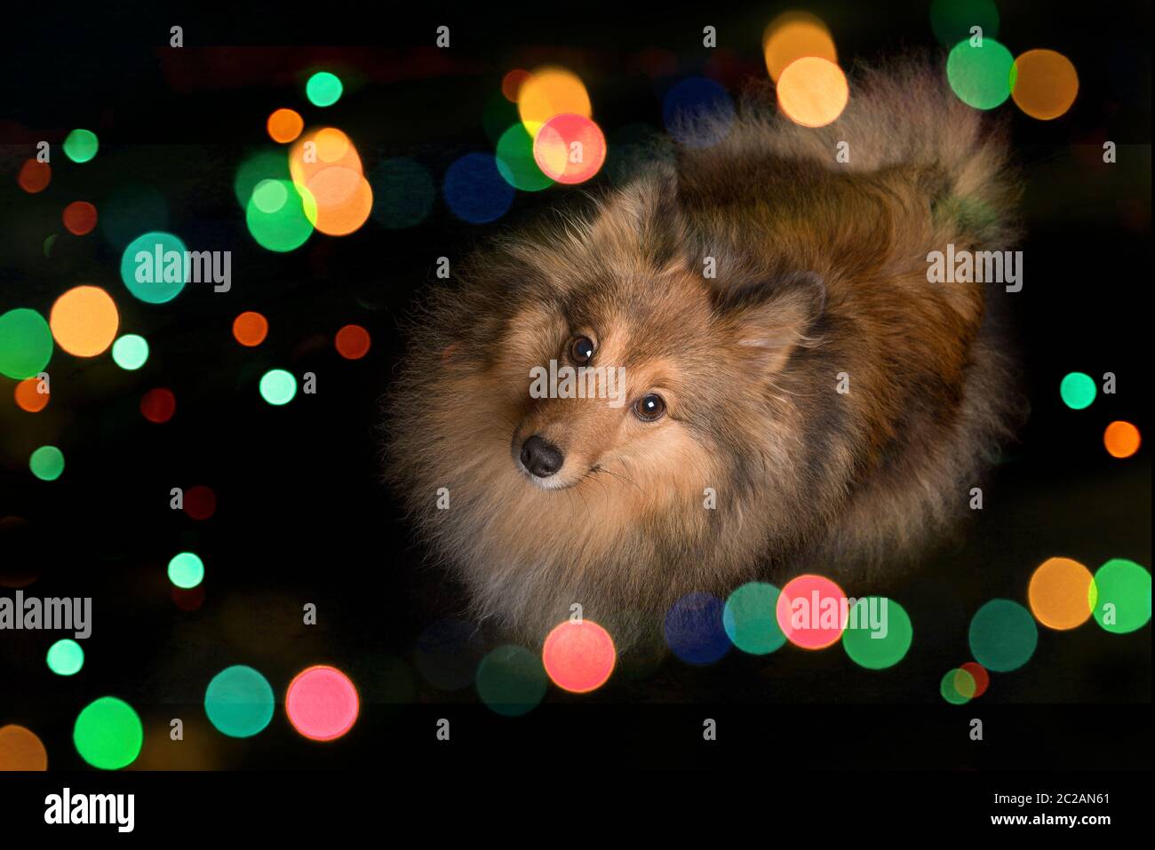 Shetland sheepdog looking up on a black background seen from a high ...