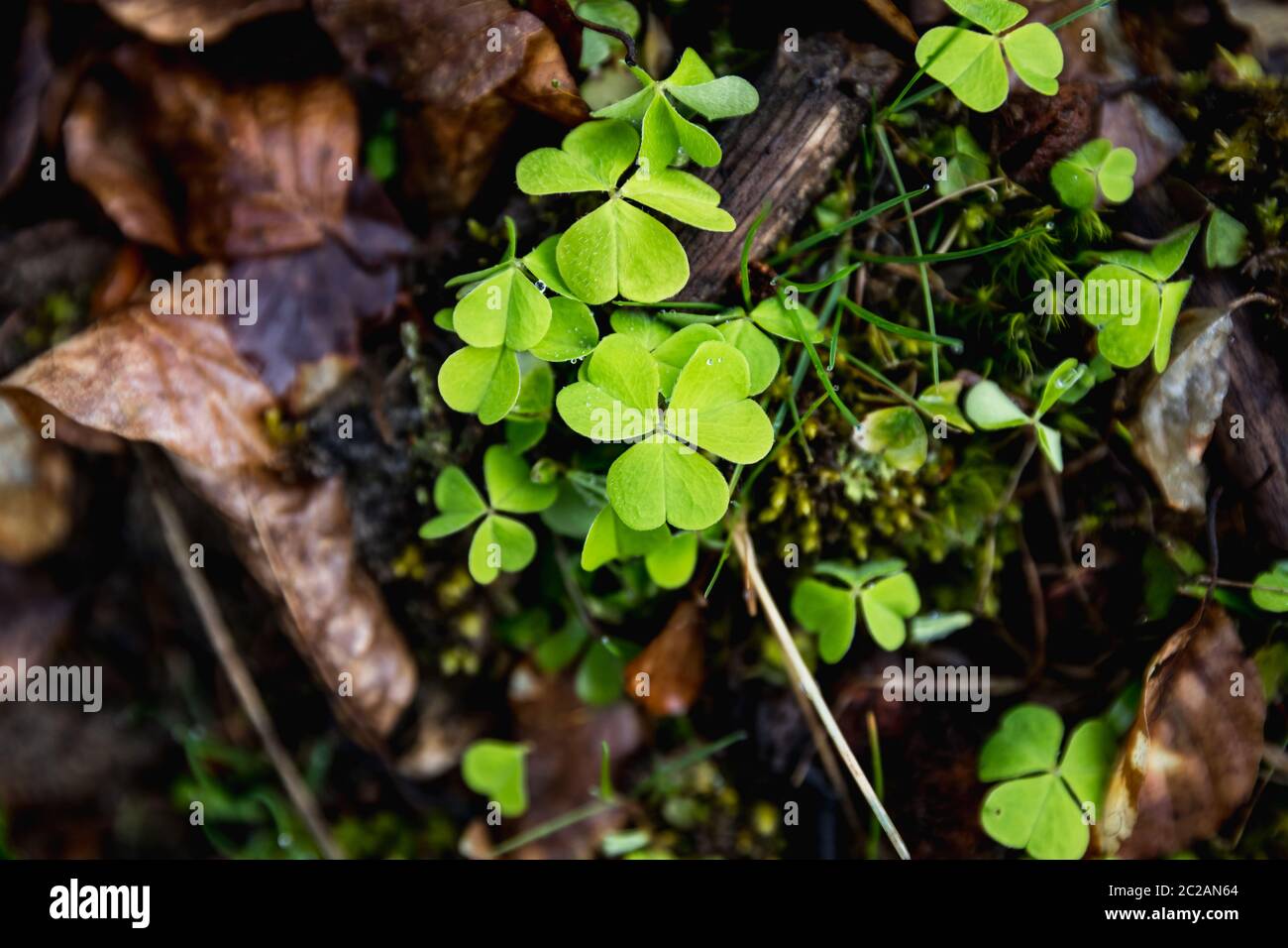 Clover in the woods among leaves and grass Stock Photo - Alamy