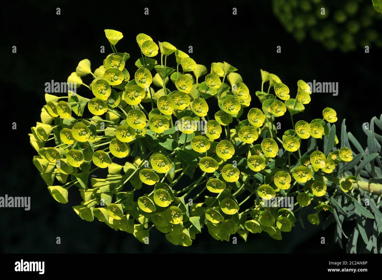 Green nature garden hi-res stock photography and images - Alamy