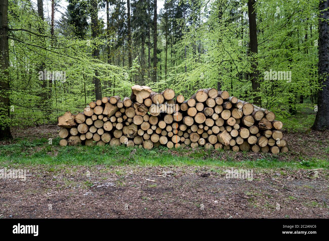 Cut down tree piles in a forest with trees in the background Stock ...