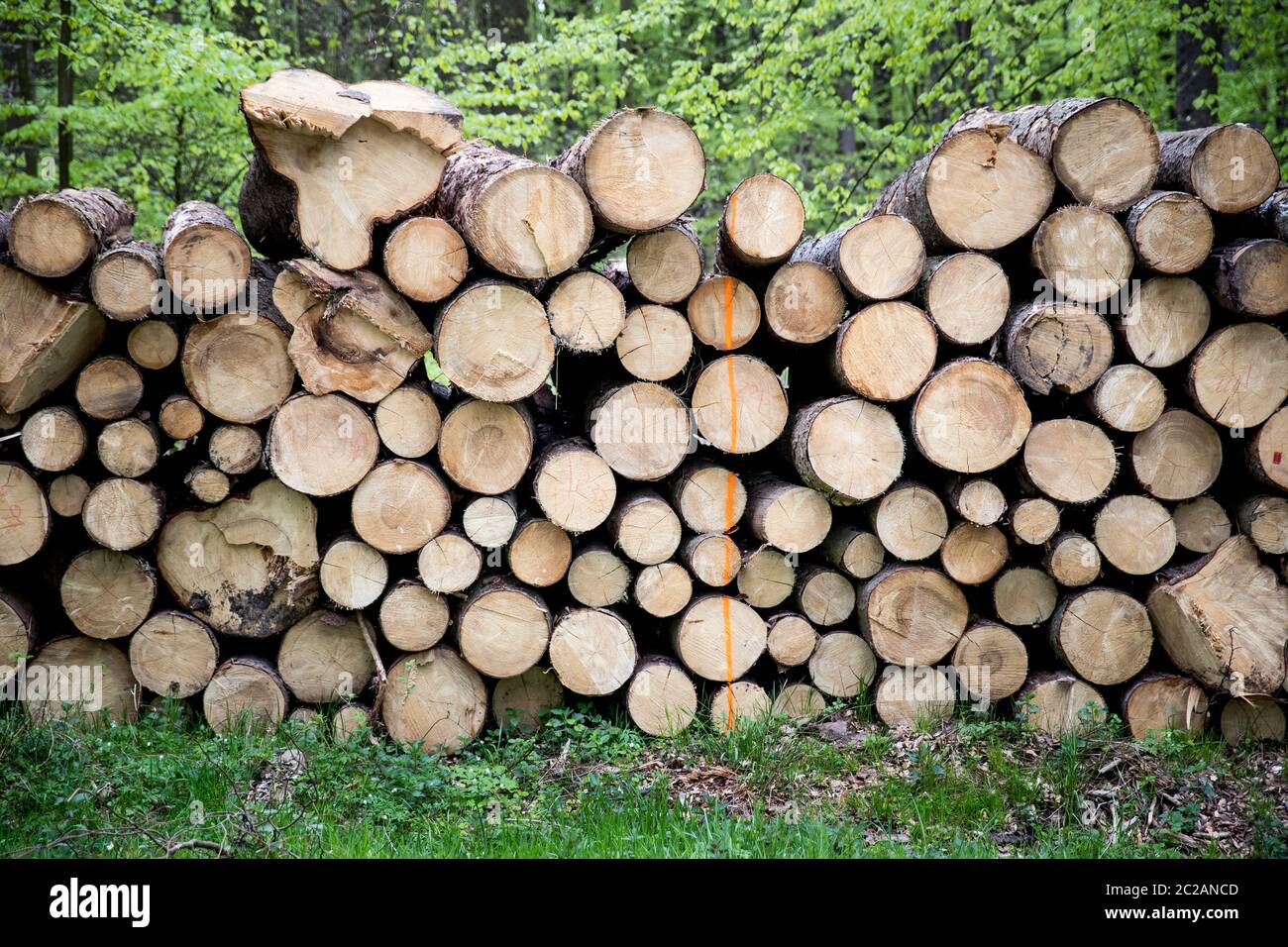 Piles of cut trees hi-res stock photography and images - Alamy