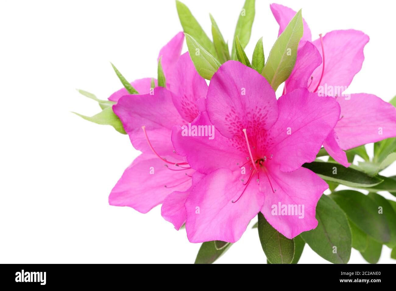 blooming purple azalea flower isolated on white background Stock Photo ...