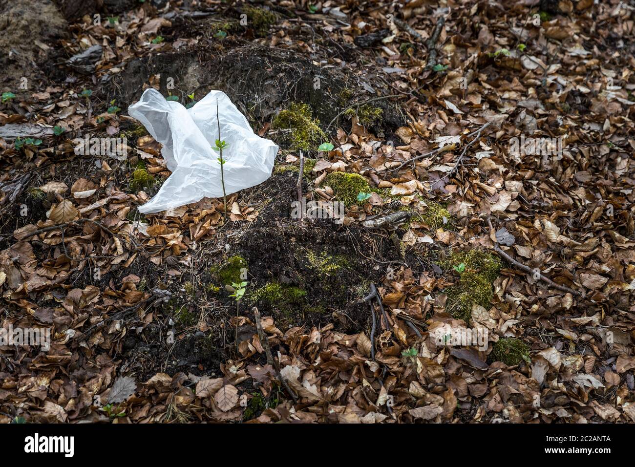 Littering in the forest - a plastic bag on the ground Stock Photo - Alamy