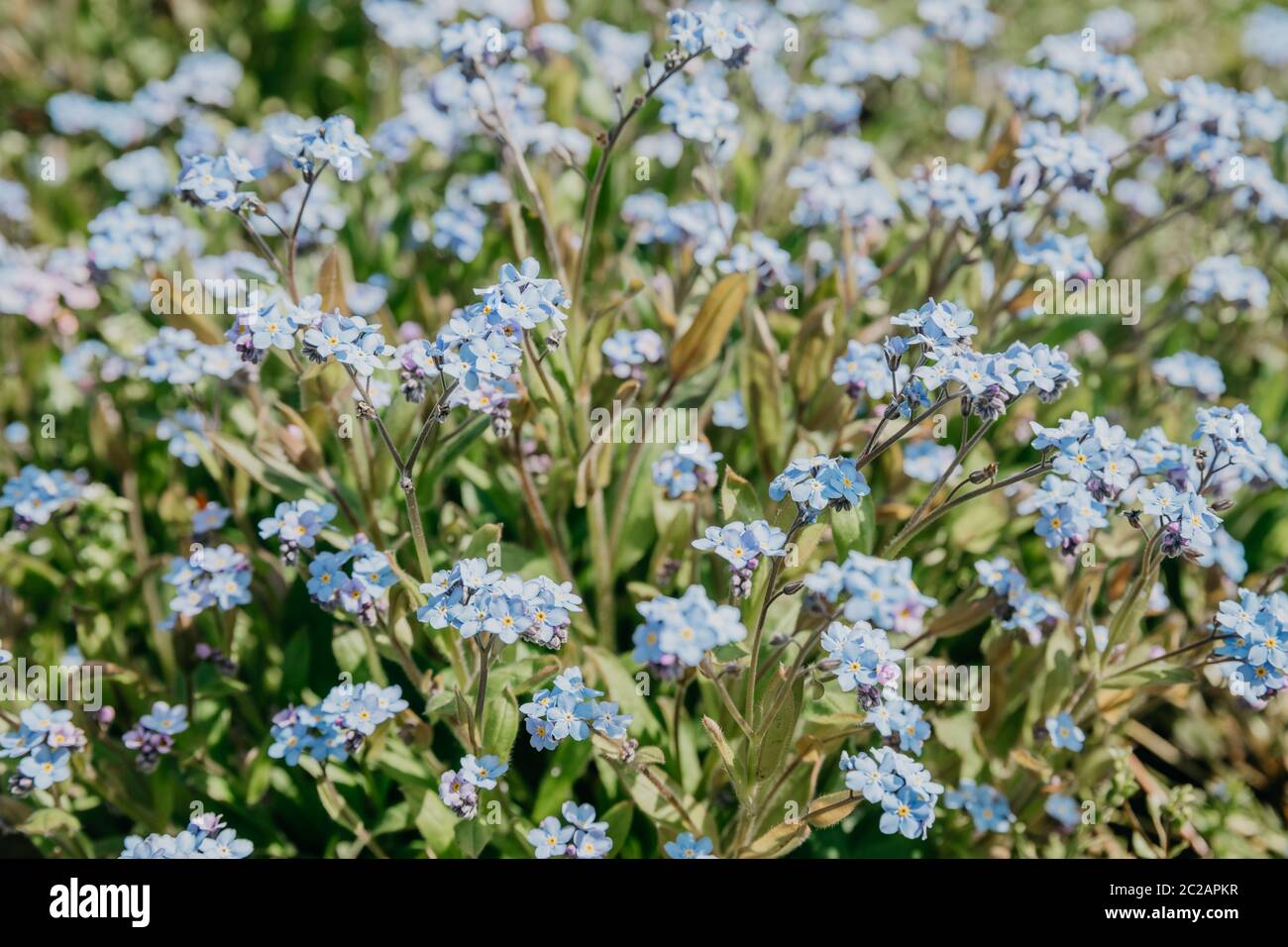 Forget me nots image hi-res stock photography and images - Alamy
