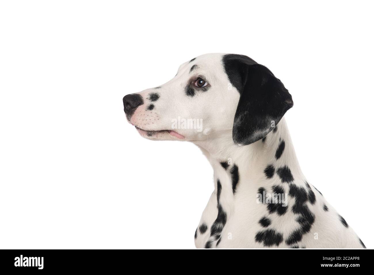Dalmatian dog portrait seen from the side isolated on a white ...