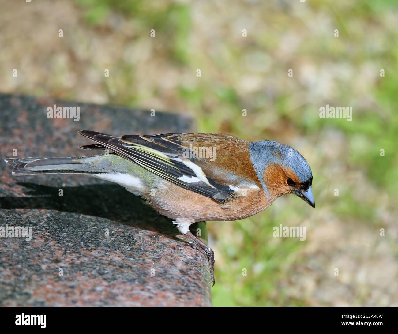 Fringilla hi-res stock photography and images - Alamy