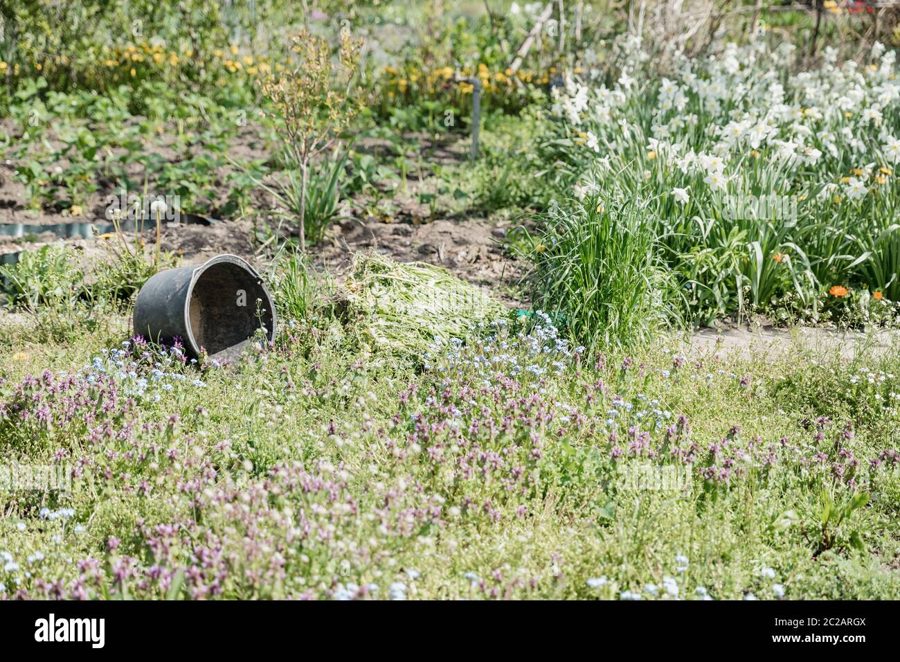 Flowers, meadow in the backyard garden. Revolving bucket Stock Photo ...