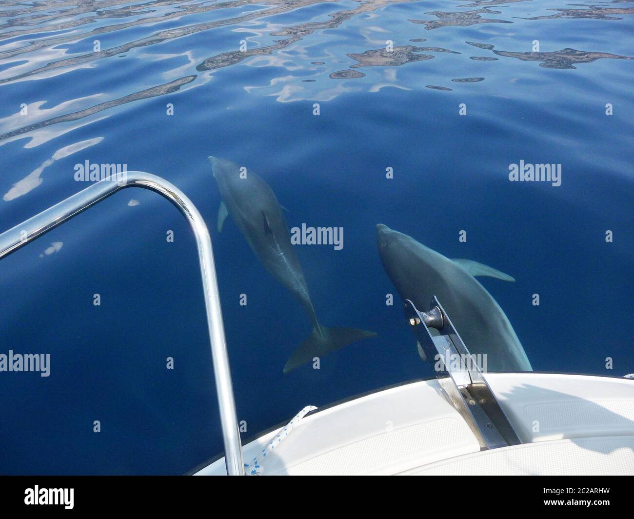 Dolphin in the mediterranean sea Stock Photo - Alamy