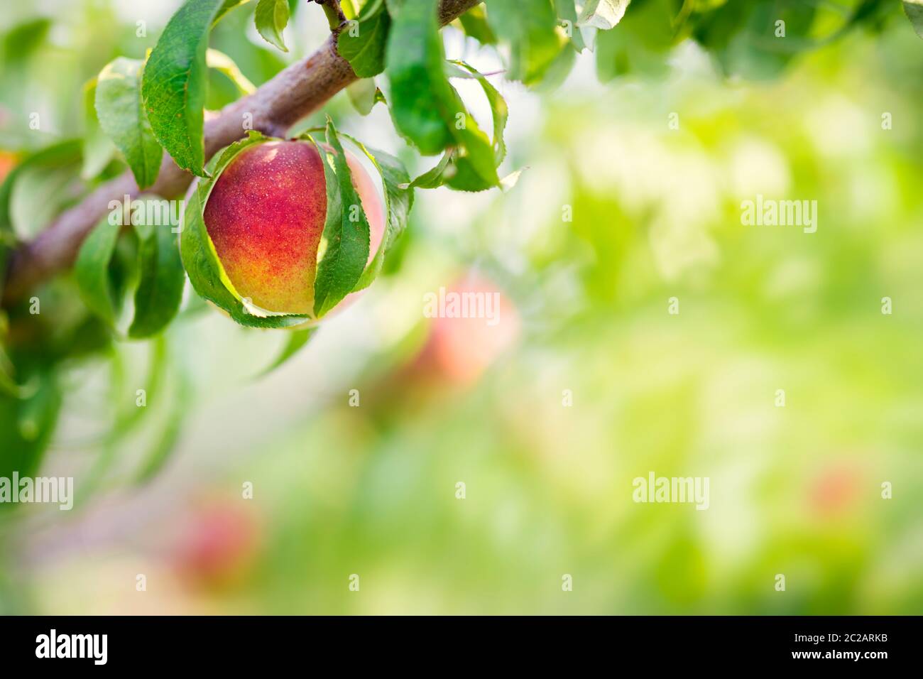 Peach fruit tree Stock Photo - Alamy