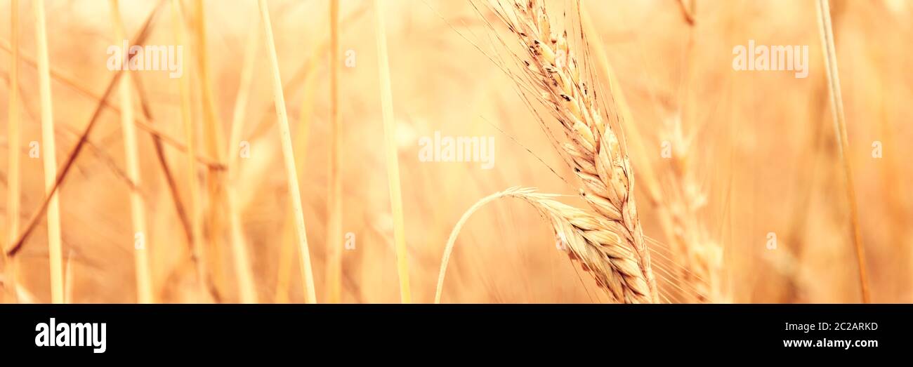 Sunny golden wheat field Stock Photo - Alamy