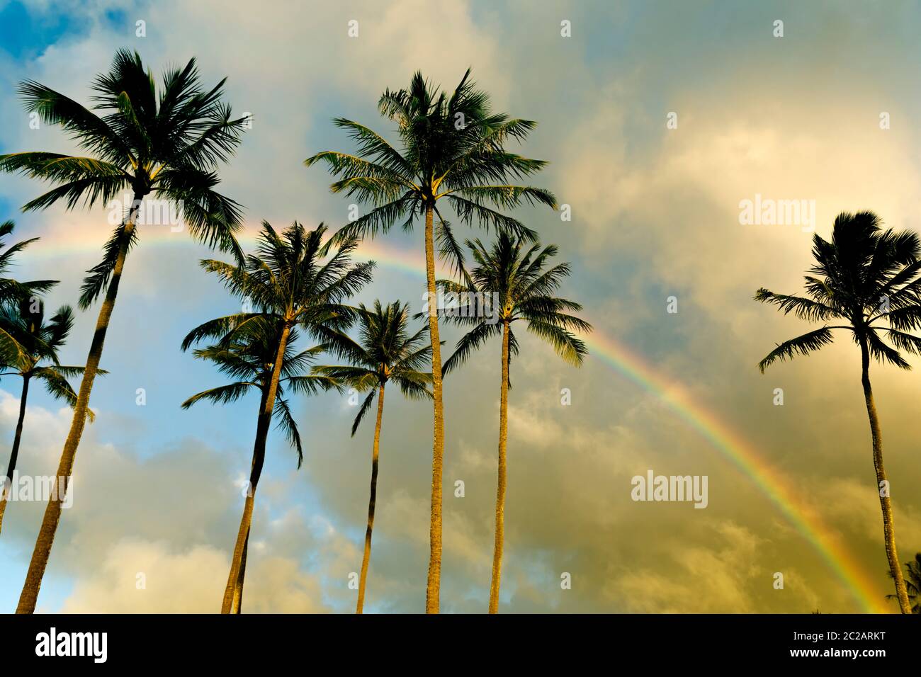 Palm trees over sky with rainbow Stock Photo - Alamy