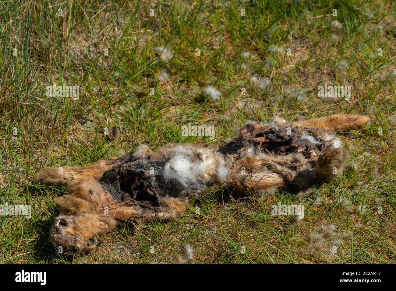 Death rabbit hi-res stock photography and images - Alamy