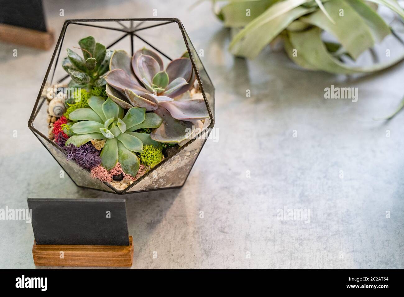 Air plants terrarium hi-res stock photography and images - Alamy