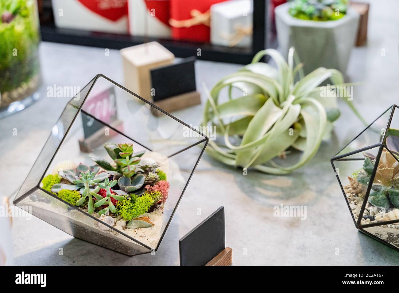 Air plants terrarium hi-res stock photography and images - Alamy