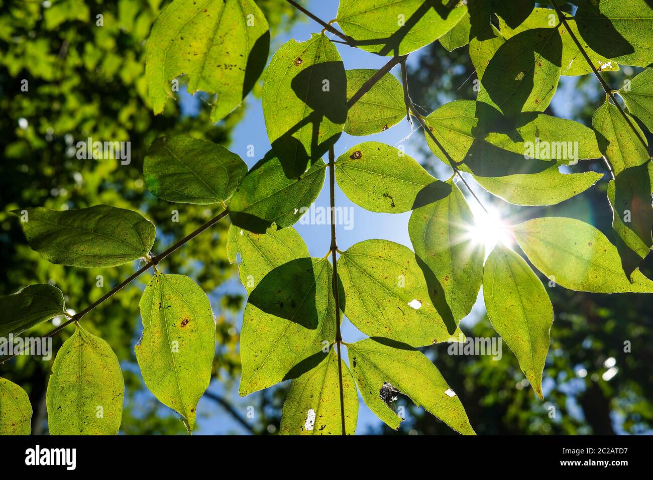 Canopy tree forest sun hi-res stock photography and images - Alamy