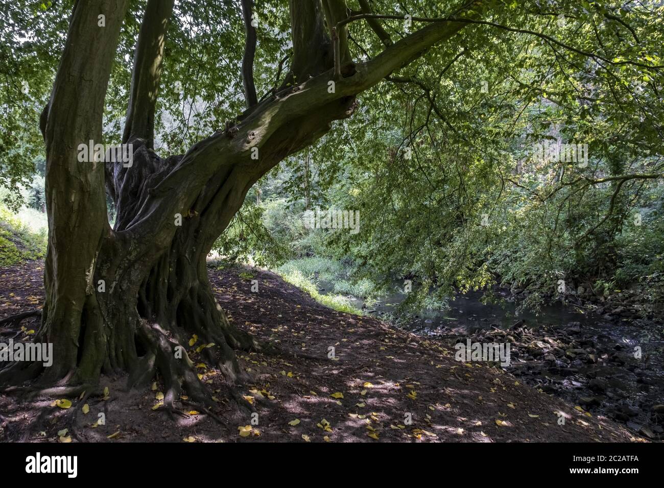 Alstaetter hi-res stock photography and images - Alamy