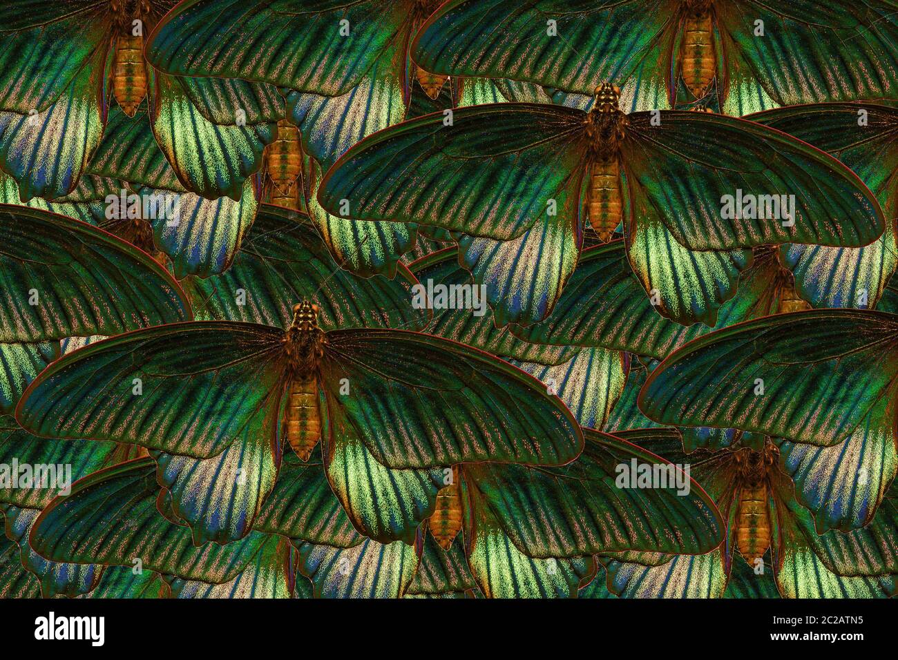 Green butterfly pattern in a full frame image Stock Photo - Alamy
