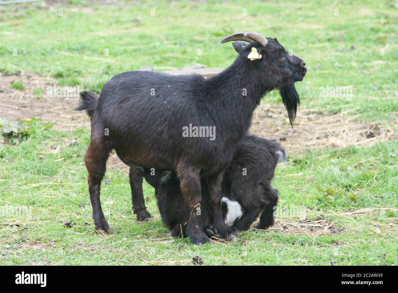 black dwarf goats Stock Photo - Alamy