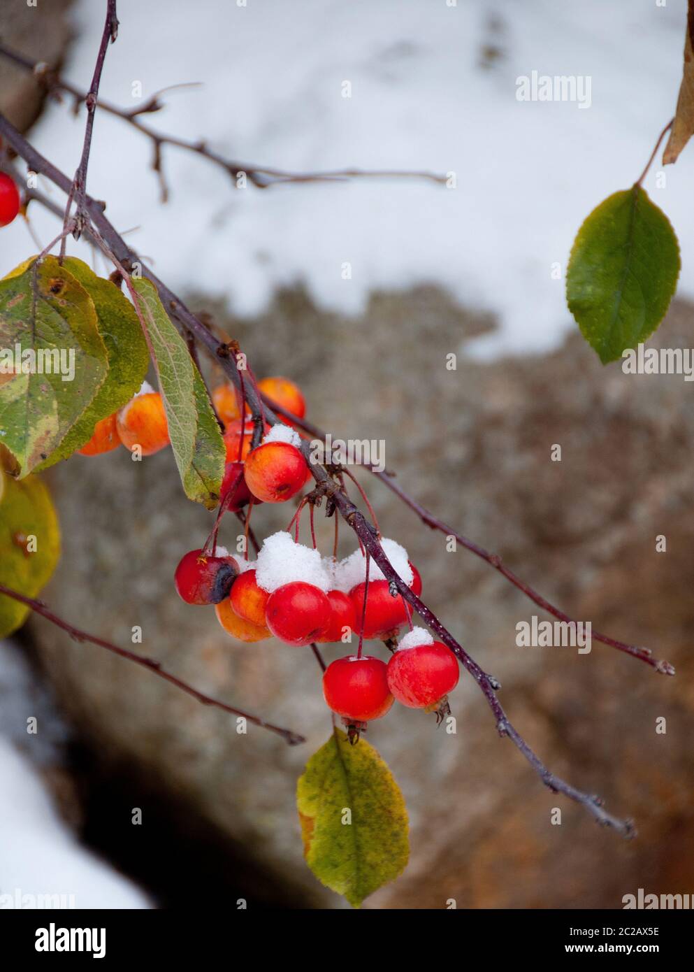 Winter fruit hi-res stock photography and images - Alamy