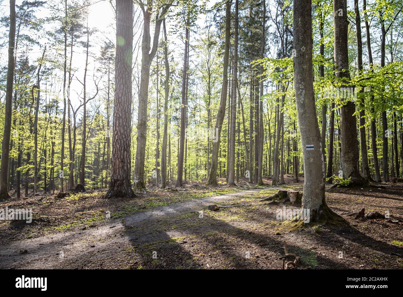 Bicycle trail in the forest hi-res stock photography and images - Alamy