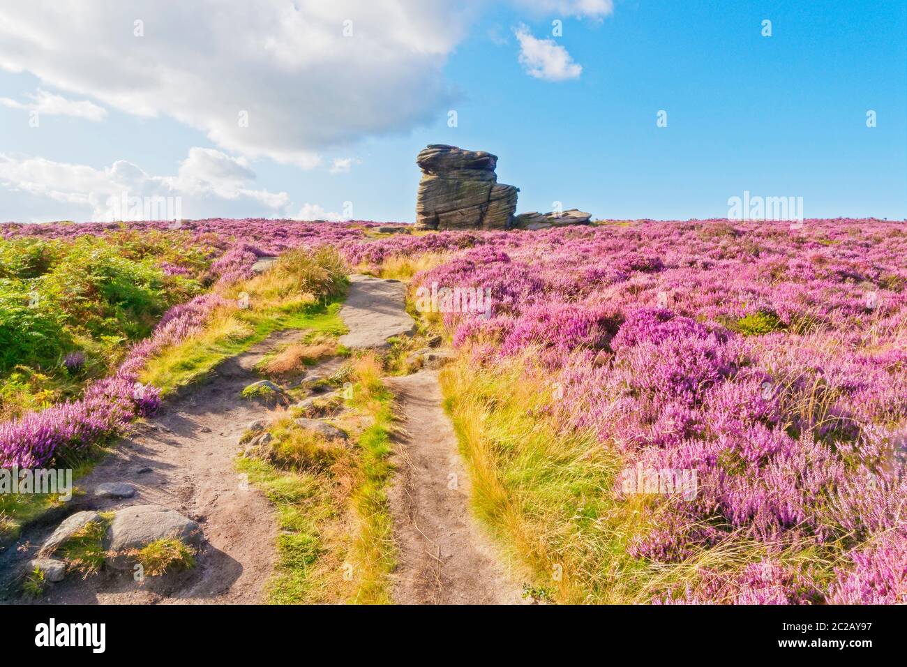 Bracken boulders ferns green hi-res stock photography and images - Alamy