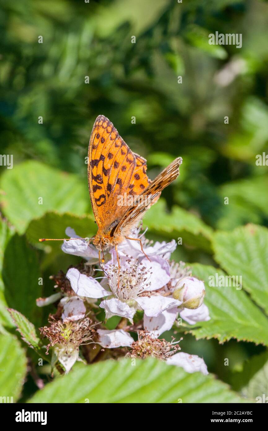 High brown fritillary butterfly hi-res stock photography and images - Alamy