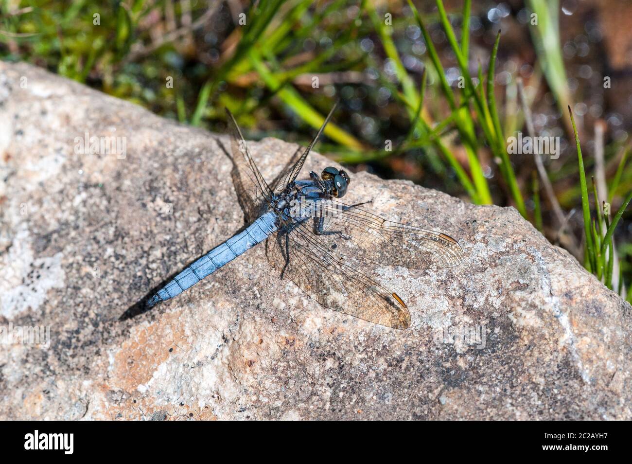 Keeled Skimmer dragonfly sunning on granite rock Stock Photo - Alamy
