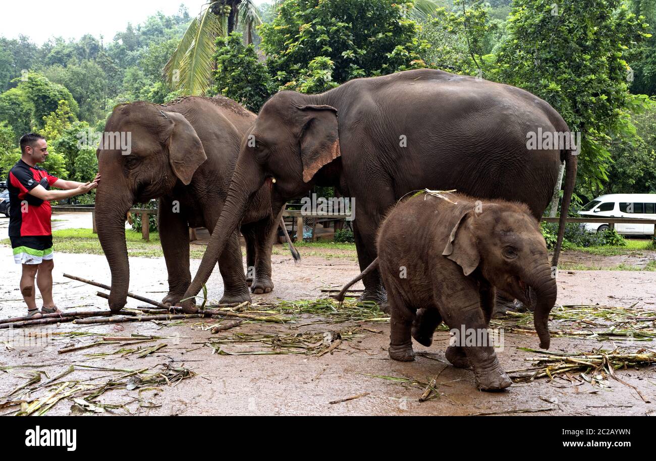 Elephants at the Patara Elephant Farm, in the jungle forest of Chang ...
