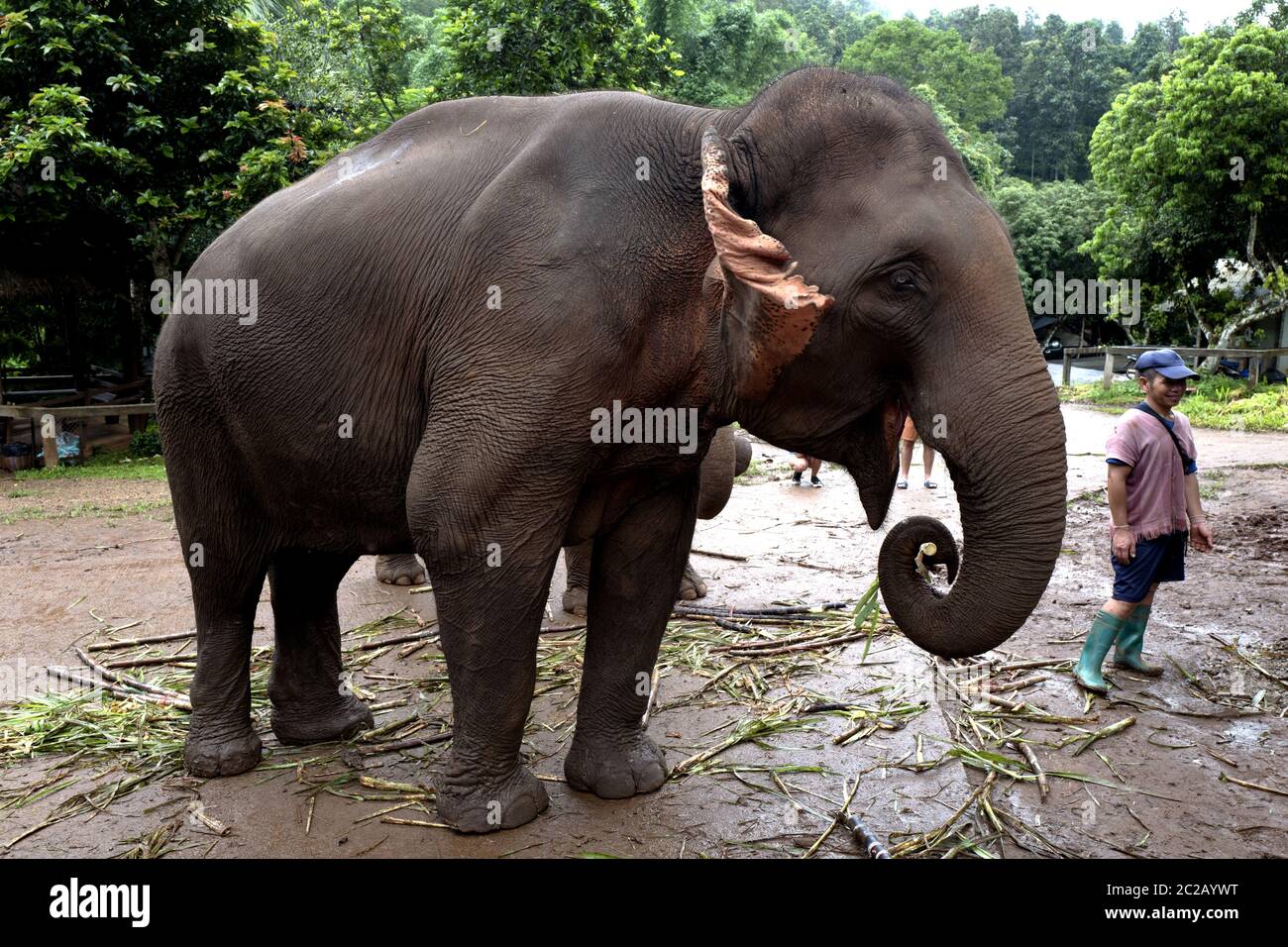Elephants at the Patara Elephant Farm, in the jungle forest of Chang ...