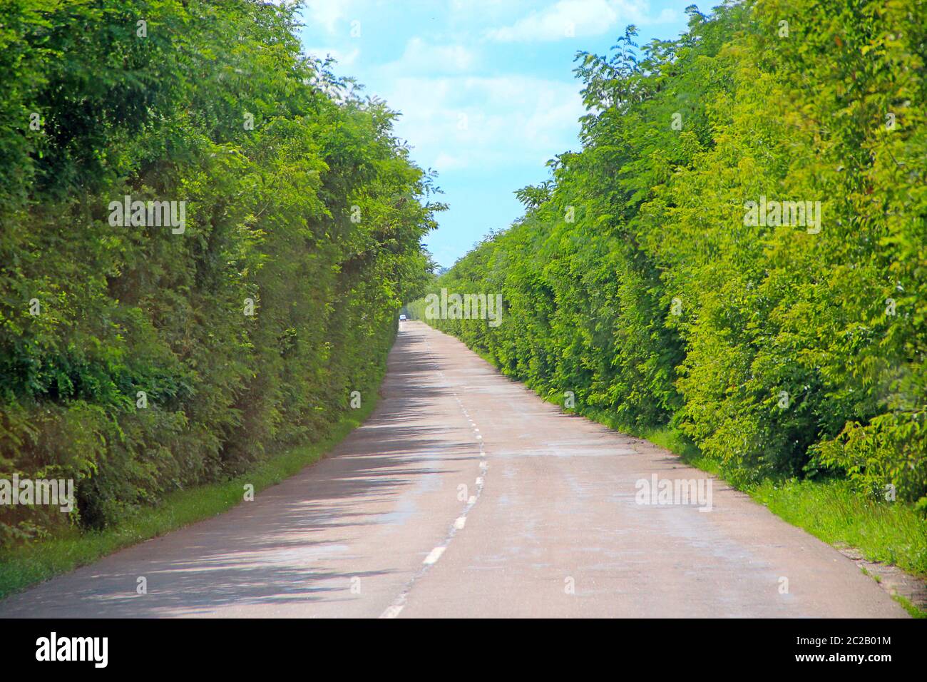 Asphalt road and green roadsides with bushes. Empty highway. Overgrown ...