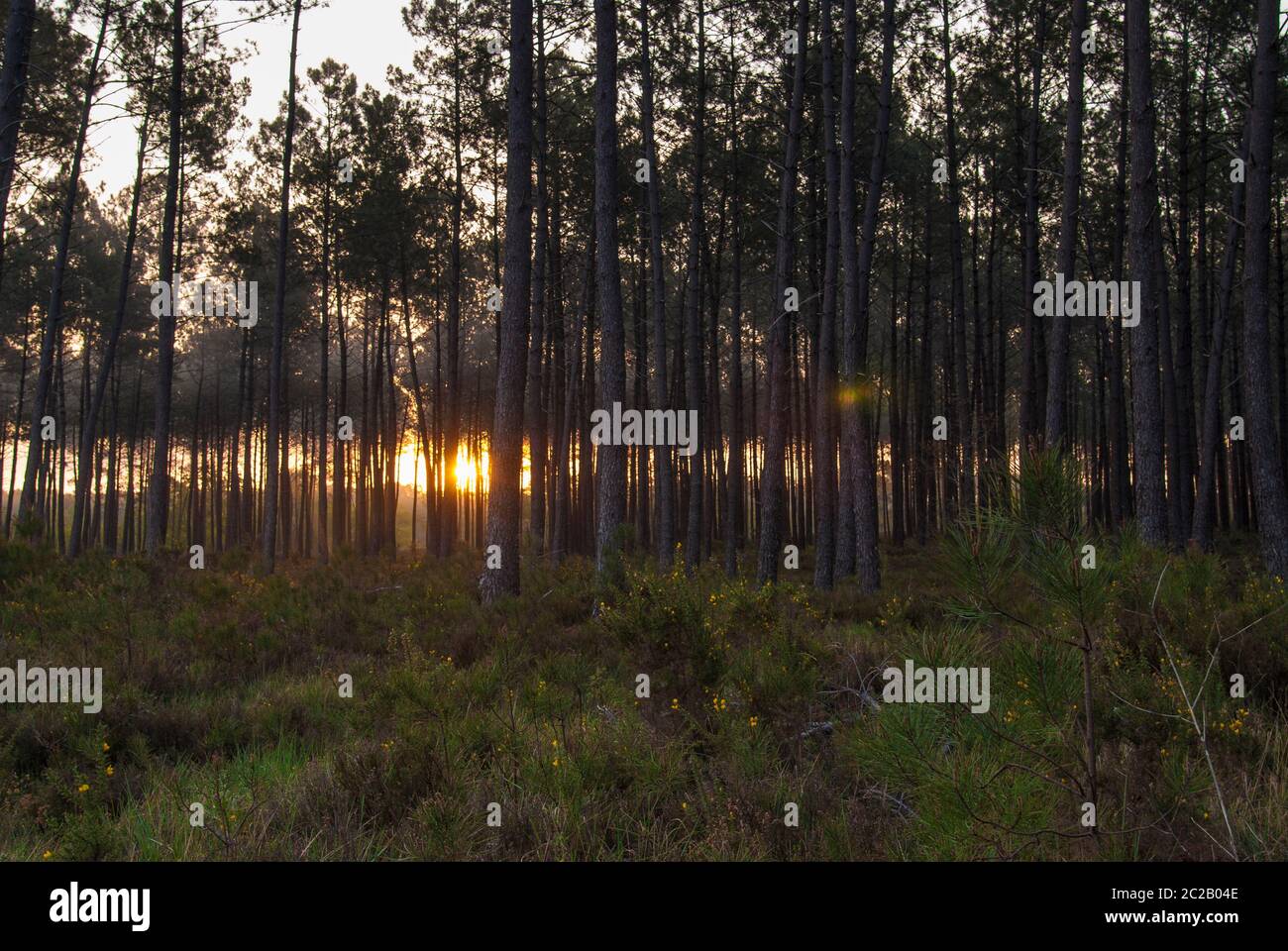 Sunrise with pine trees hi-res stock photography and images - Alamy