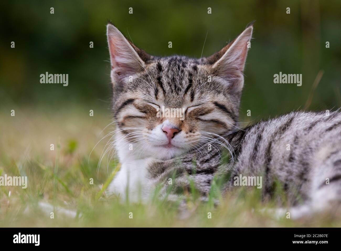 Sweet kitty hi-res stock photography and images - Alamy