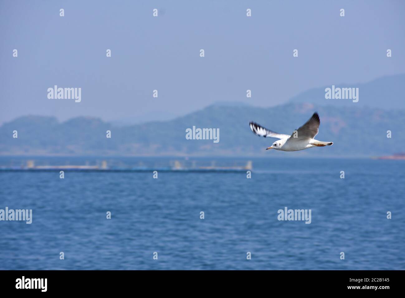 Flying seagull bird black silhouette hi-res stock photography and ...