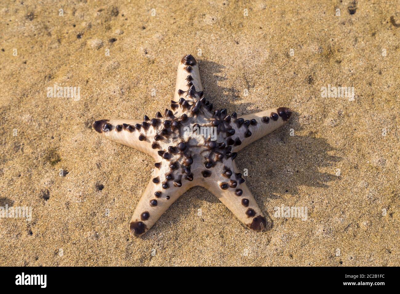 Big starfish on the beach shore. Bali, Indonesia Stock Photo - Alamy