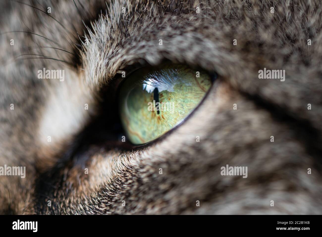 Close up beautiful eye hi-res stock photography and images - Alamy