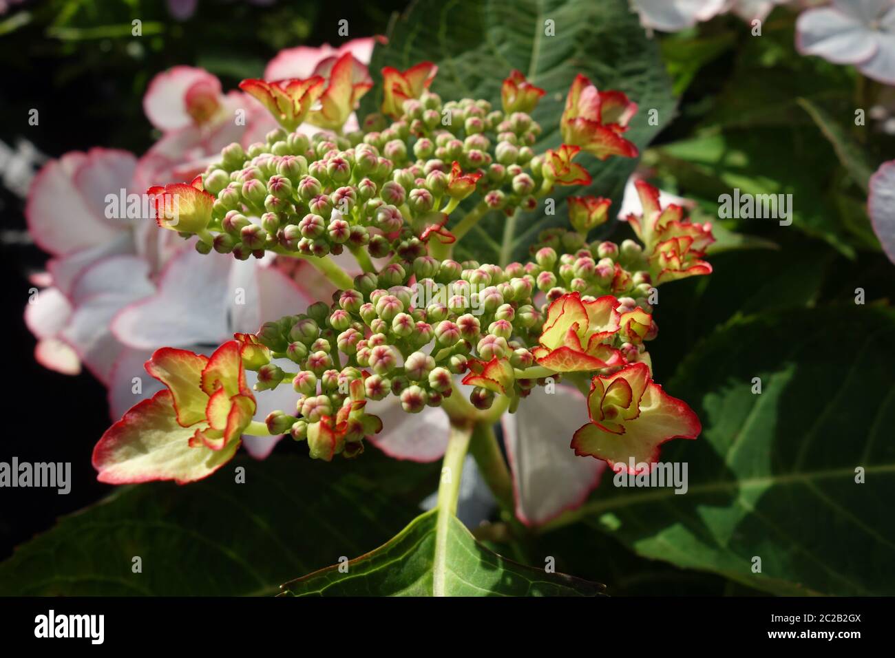 Hydrangea family hi-res stock photography and images - Alamy