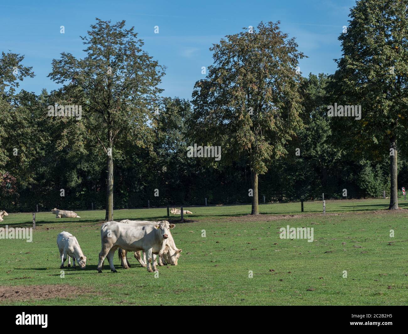 German milk cow hi-res stock photography and images - Alamy