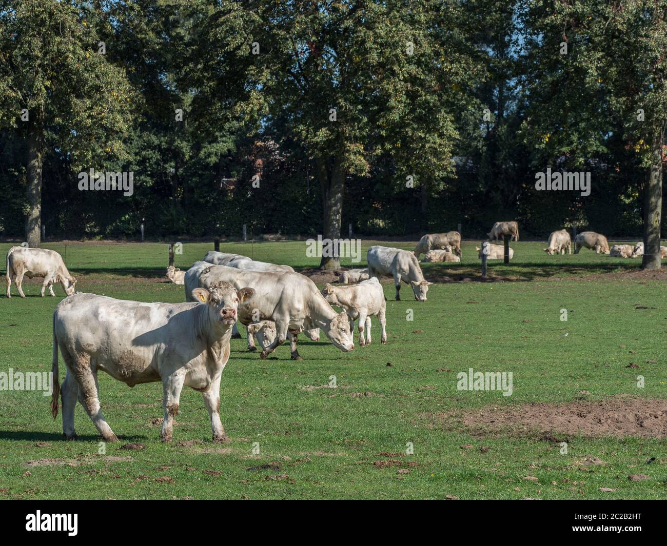 German milk cow hi-res stock photography and images - Alamy