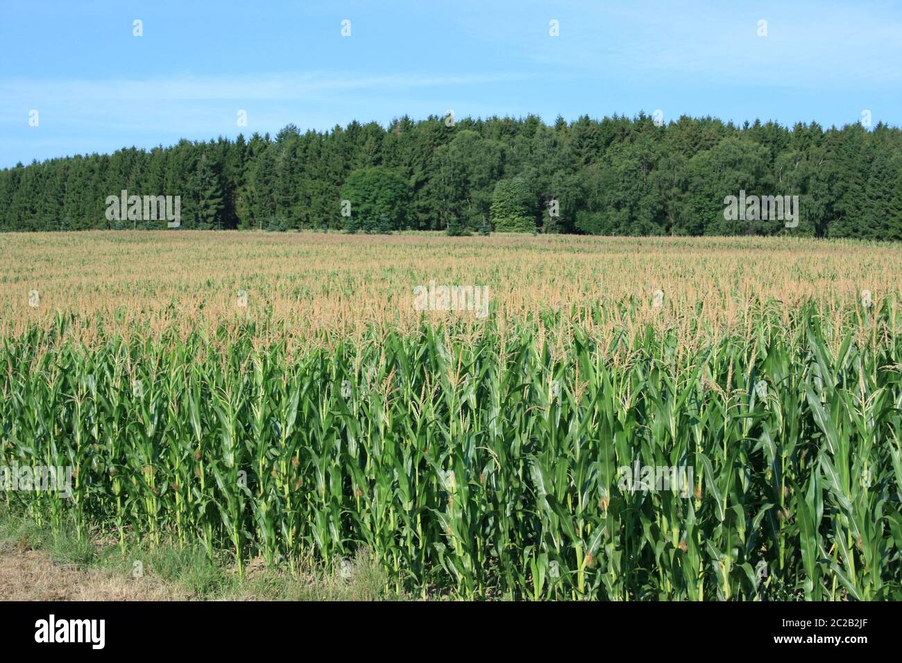 Fodder maize cultivation hi-res stock photography and images - Alamy