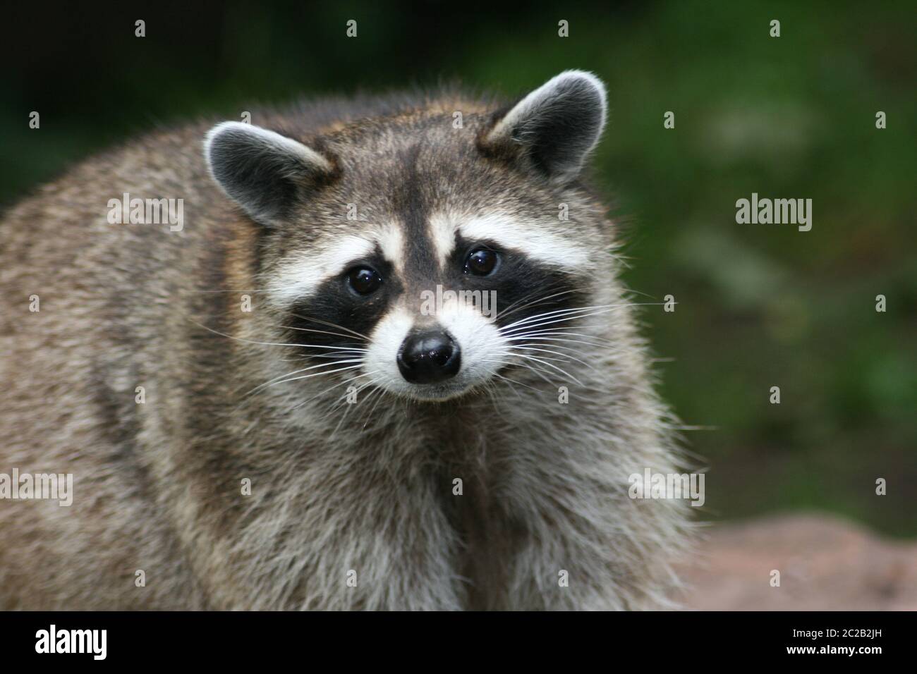 Raccoon face hi-res stock photography and images - Alamy