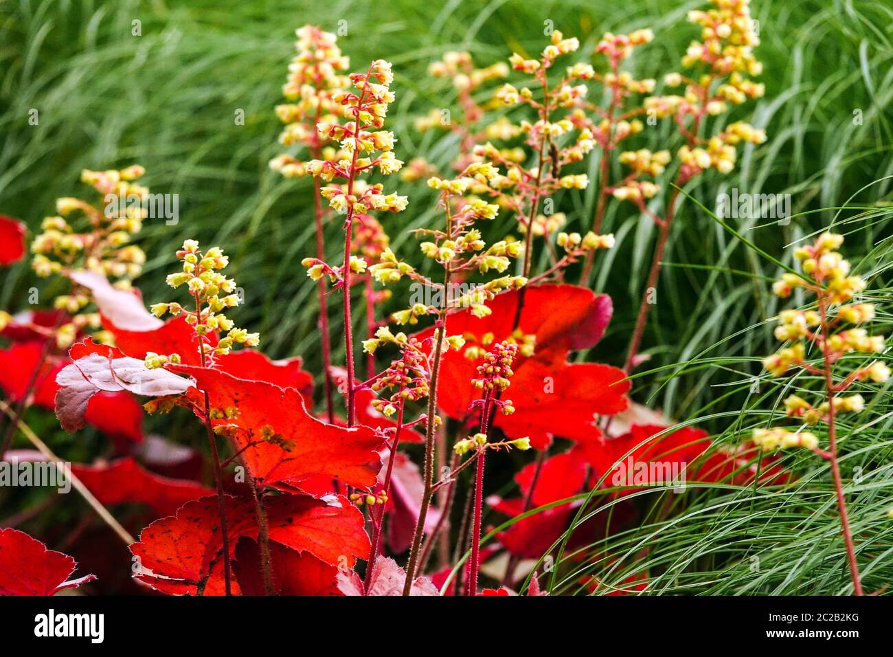 Foliage heucheras flowers border red leaves june flower hi-res stock ...