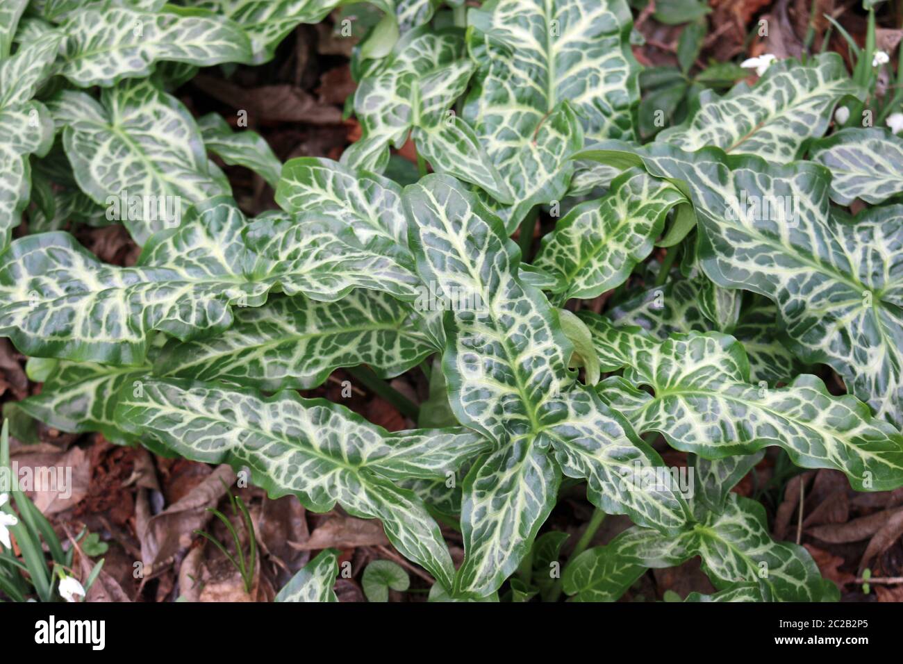 Attractive Italian arum (Arum italicum) foliage with striking pale ...