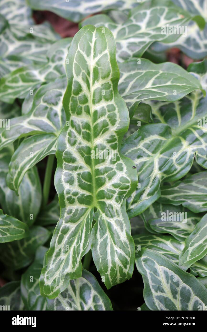 Italian Arum High Resolution Stock Photography and Images - Alamy