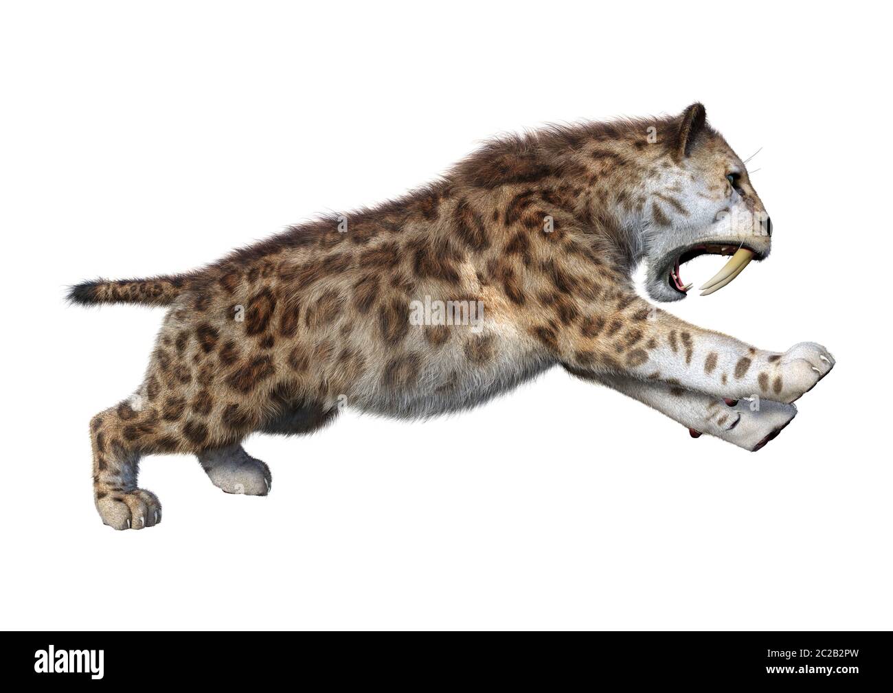 3D rendering of a sabertooth tiger isolated on white background Stock ...