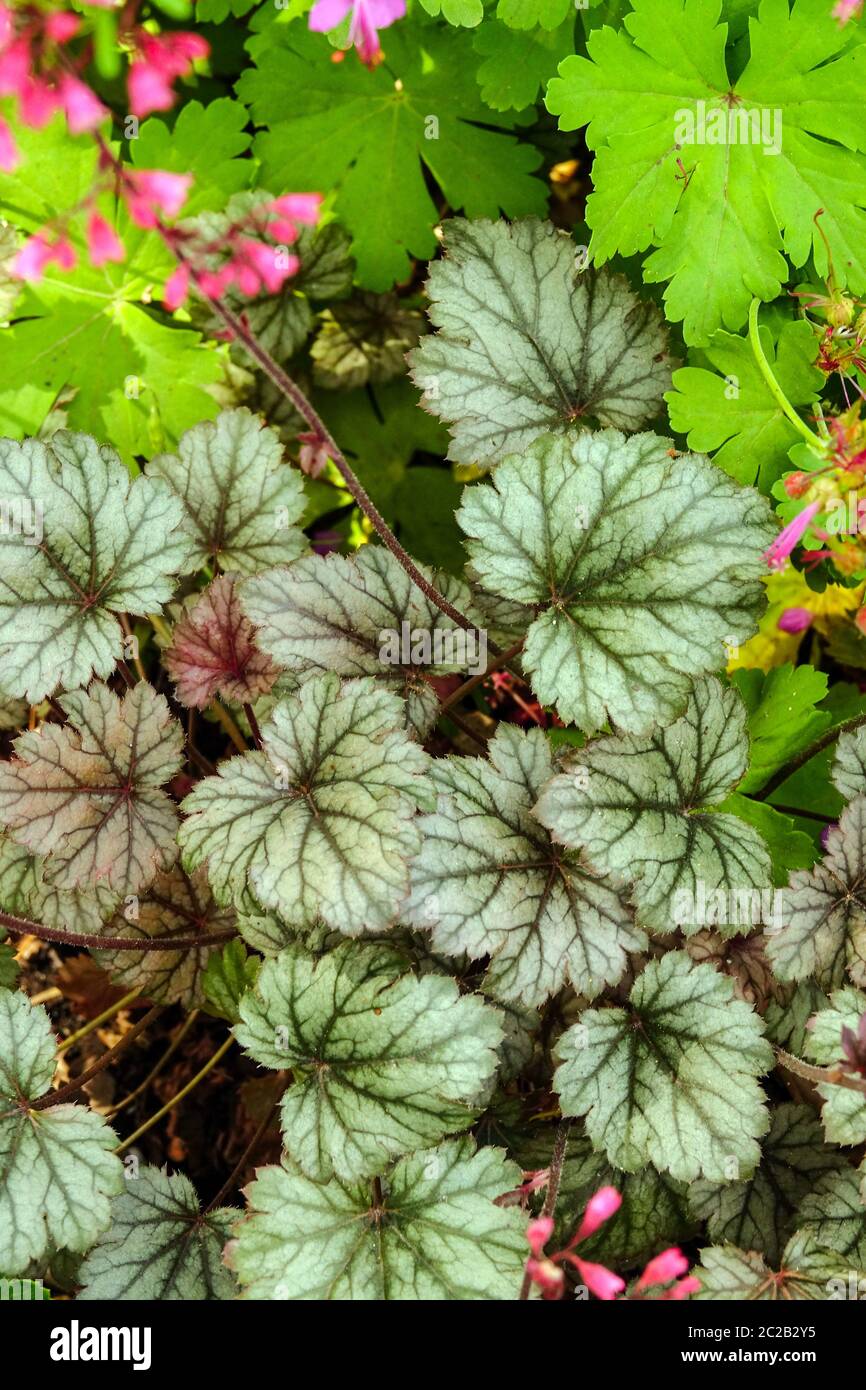Heuchera "Rave On" Heuchera Tiny Pink Flower bed Garden Heucheras ...
