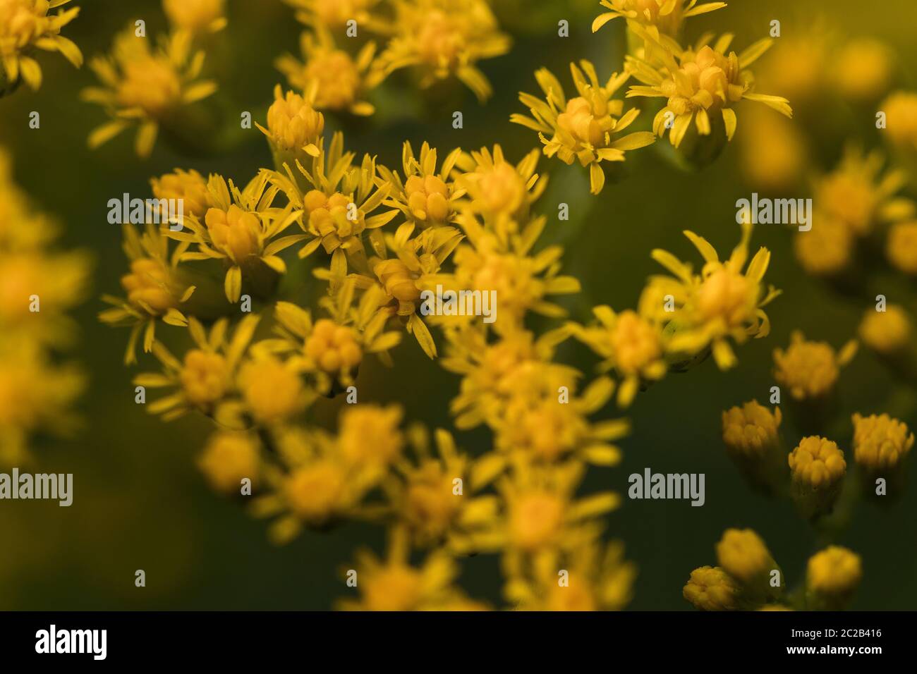 Colorful garden sea flowers hi-res stock photography and images - Alamy