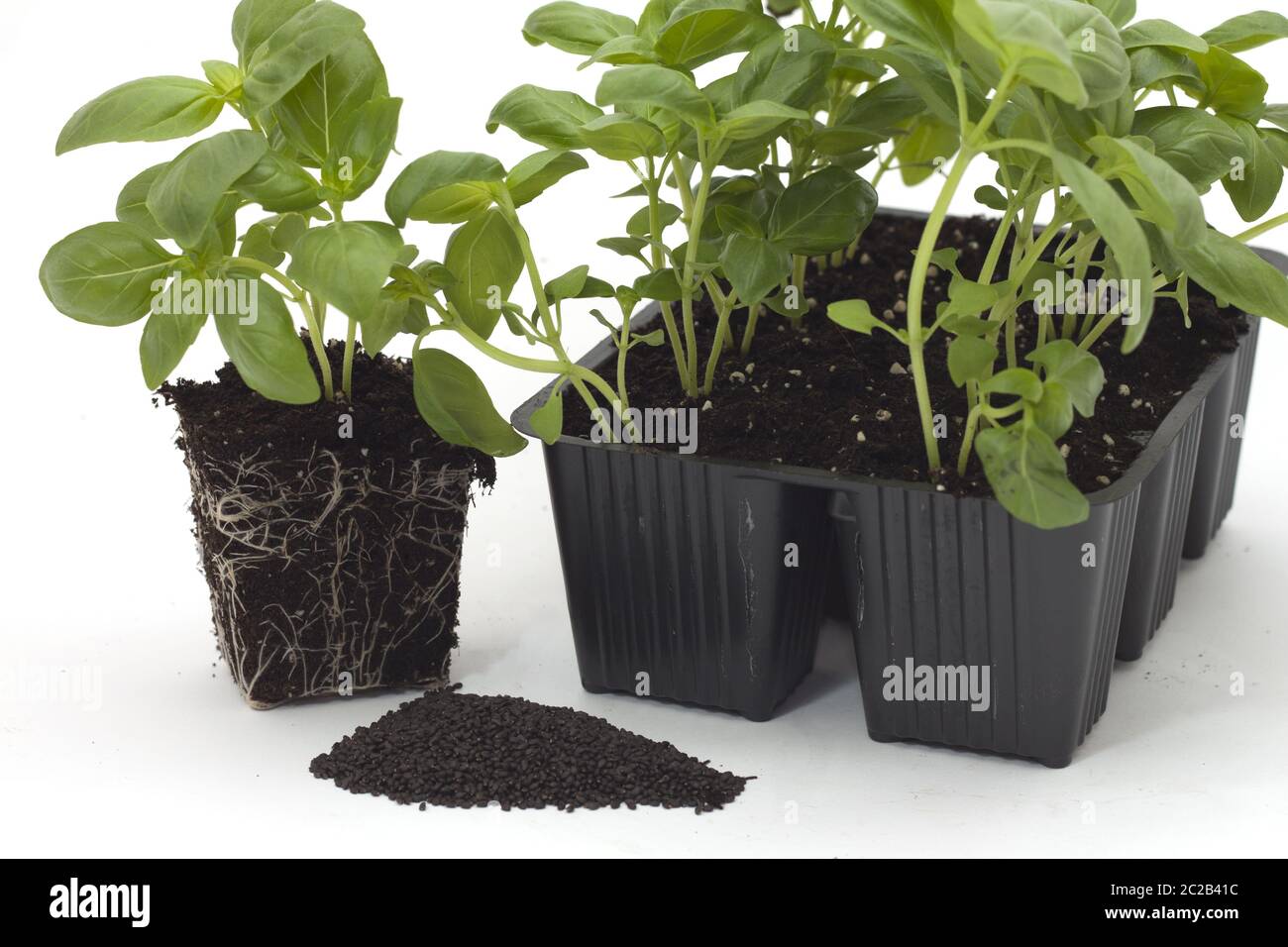 basil plant in tray for pouring into the ground Stock Photo - Alamy